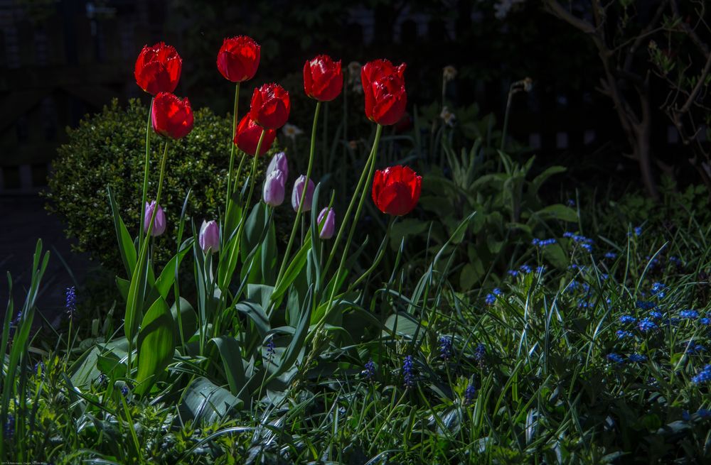 Tulpen Foto & Bild | tulpen, natur, deutschland Bilder auf fotocommunity