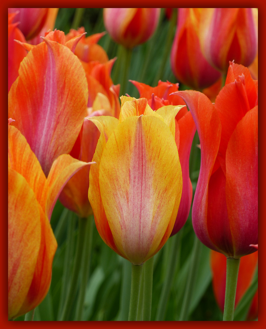 TULPEN Foto & Bild | pflanzen, pilze & flechten, blüten- & kleinpflanzen, tulpen Bilder auf ...