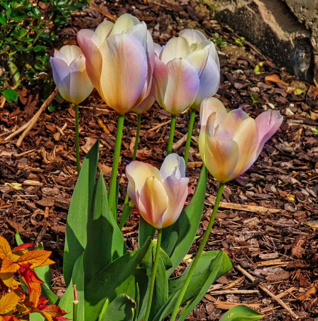 Tulpen eingefärbt Foto & Bild | grün, frühling, jahreszeit Bilder auf fotocommunity