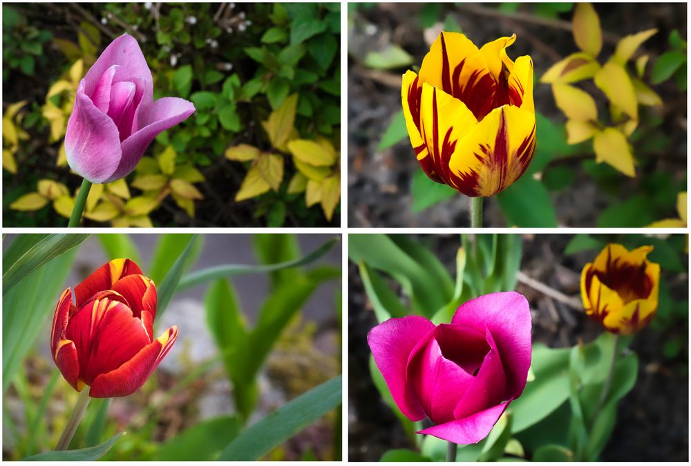 Tulpen Foto & Bild | frühling, jahreszeit, natur Bilder auf fotocommunity