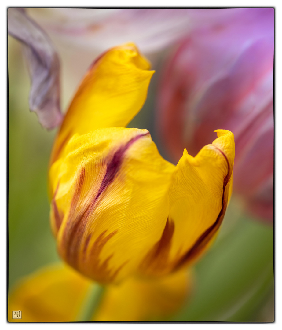 Tulpen - Farbenpracht Foto & Bild | pflanzen, pilze & flechten, blüten- & kleinpflanzen, natur ...