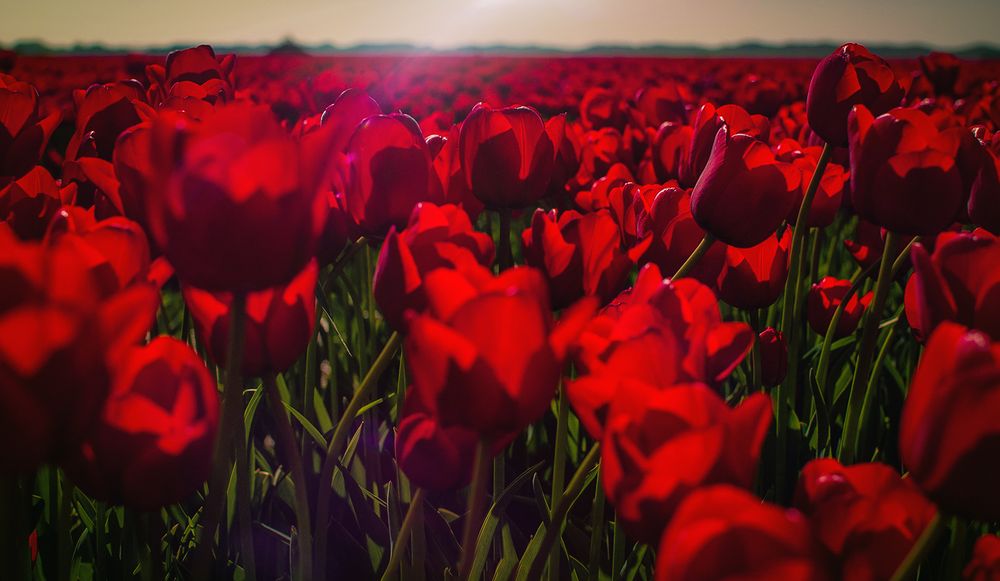 Tulpen Foto & Bild | jahreszeiten, frühling, outdoor Bilder auf fotocommunity
