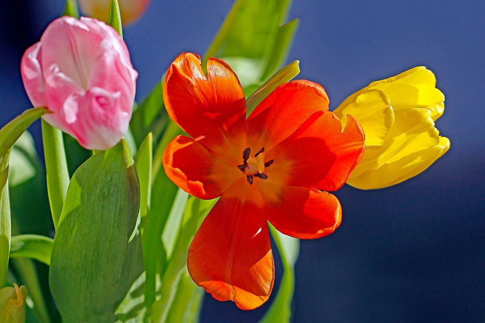 Tulpen für die Wohnung Foto & Bild | winter, tulpen, blumen Bilder auf fotocommunity