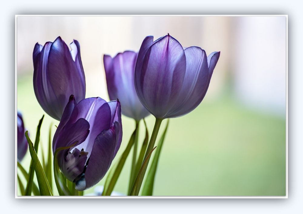 Tulpen im Frühling Foto & Bild | tulpen, natur, blumen Bilder auf fotocommunity
