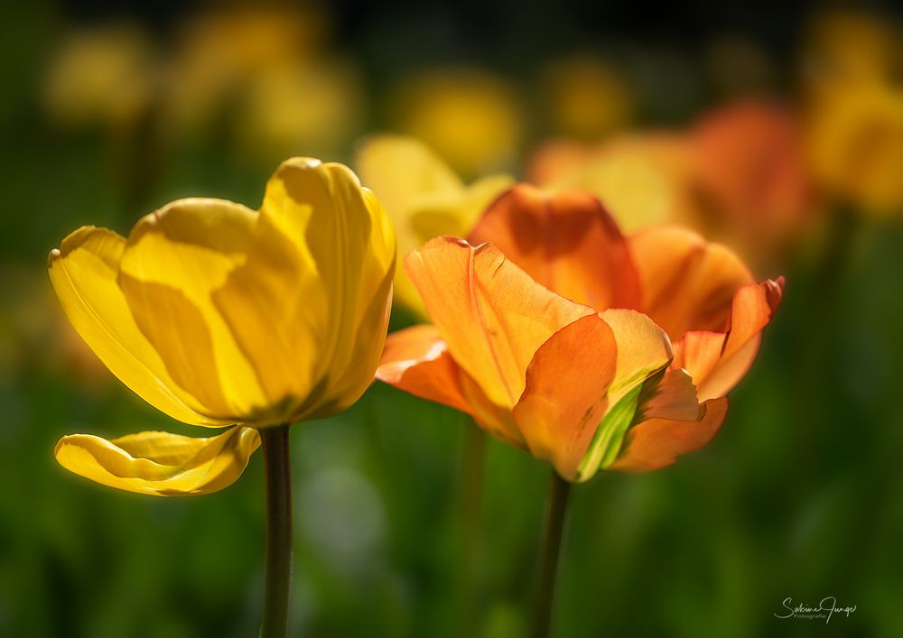 Tulpen im Frühlingswind Foto & Bild | natur-makros, projekte, natur-kreativ Bilder auf fotocommunity