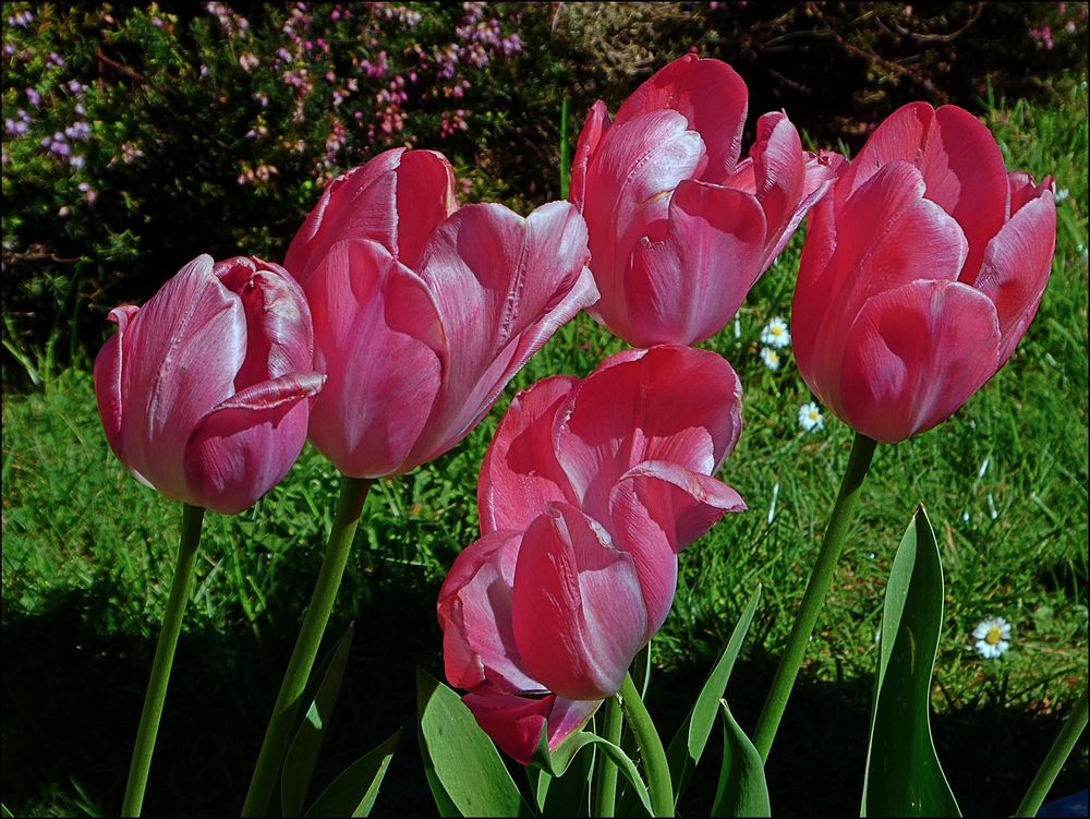 Tulpen im Frühlingswind Foto & Bild | natur, pflanzen, kleinpflanzen Bilder auf fotocommunity