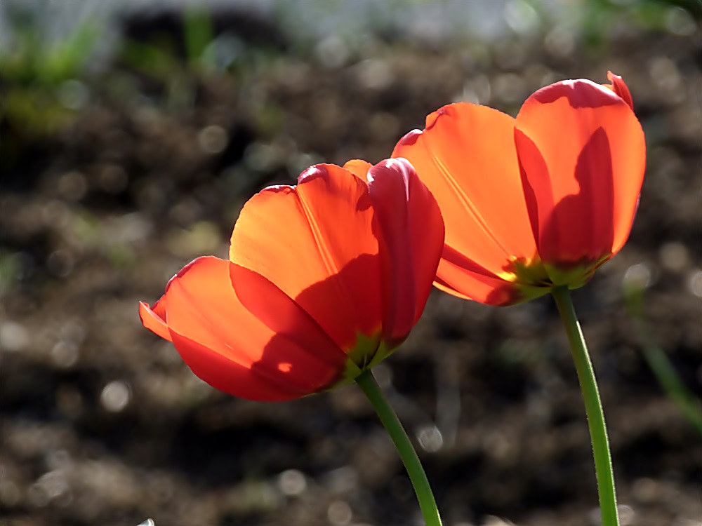 Tulpen im Gegenlicht. Foto & Bild | park, natur, frühlingsblumen Bilder auf fotocommunity
