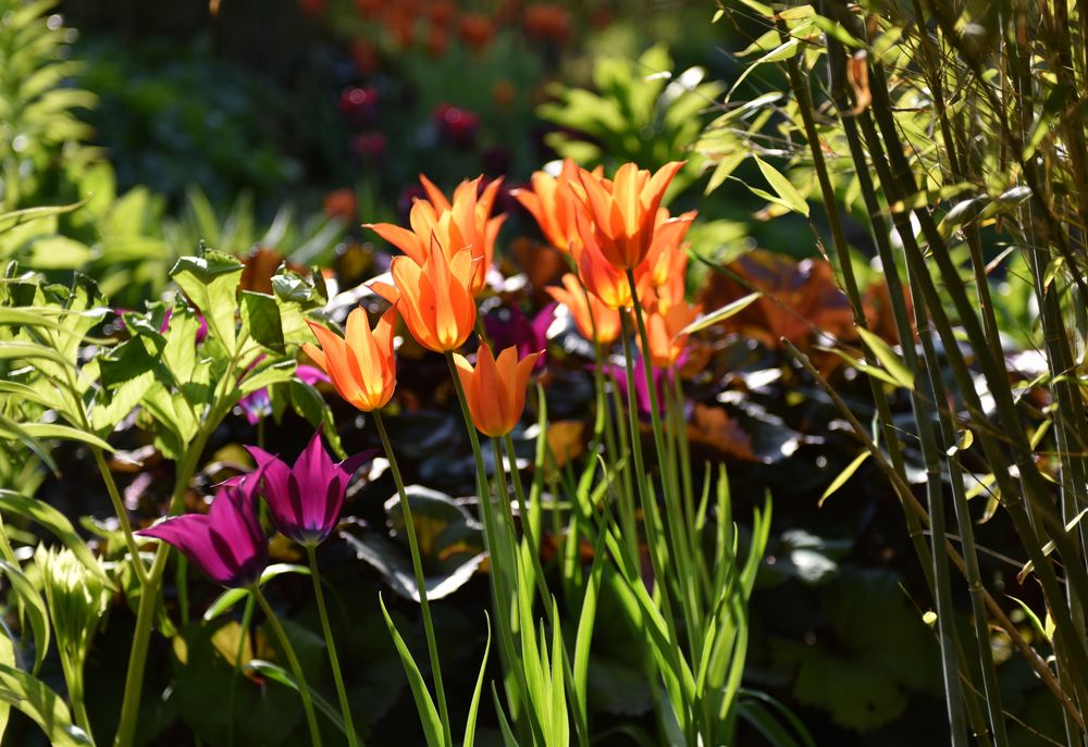 Tulpen im Gegenlicht Foto & Bild | pflanzen, blüten, natur Bilder auf fotocommunity