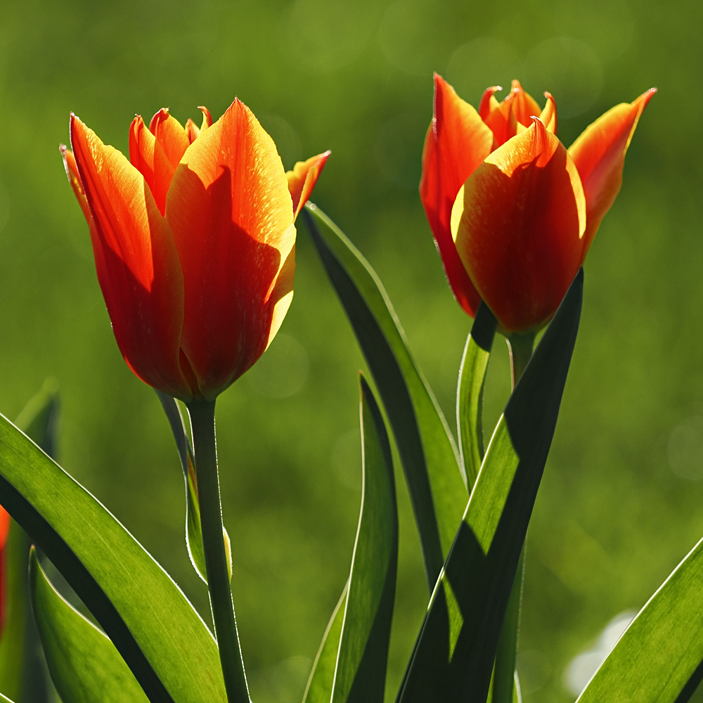Tulpen, im Gegenlicht... Foto & Bild | pflanzen, pilze & flechten, blüten- & kleinpflanzen ...