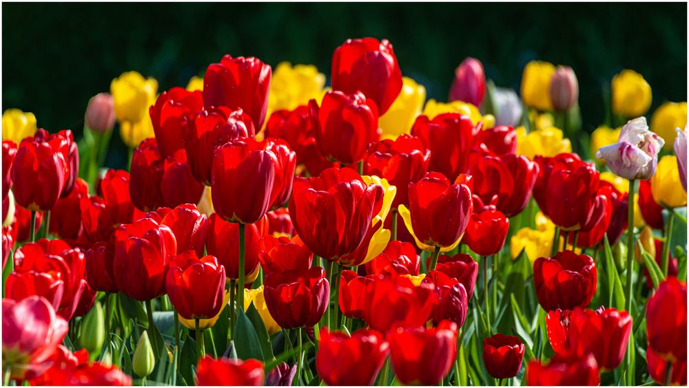 Tulpen im Hermannshof Foto & Bild | fotos, spezial, rot Bilder auf fotocommunity
