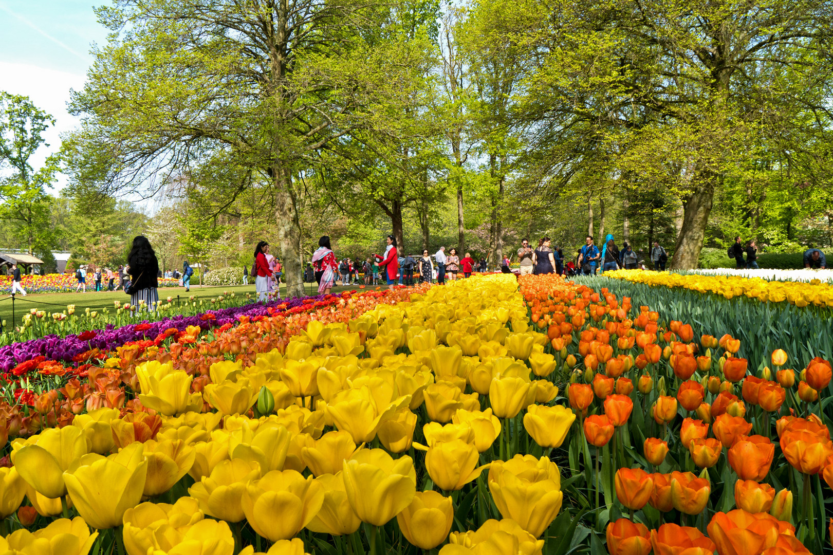 Tulpen im Keukenhof Foto & Bild | europe, benelux, pflanzen, pilze & flechten Bilder auf ...