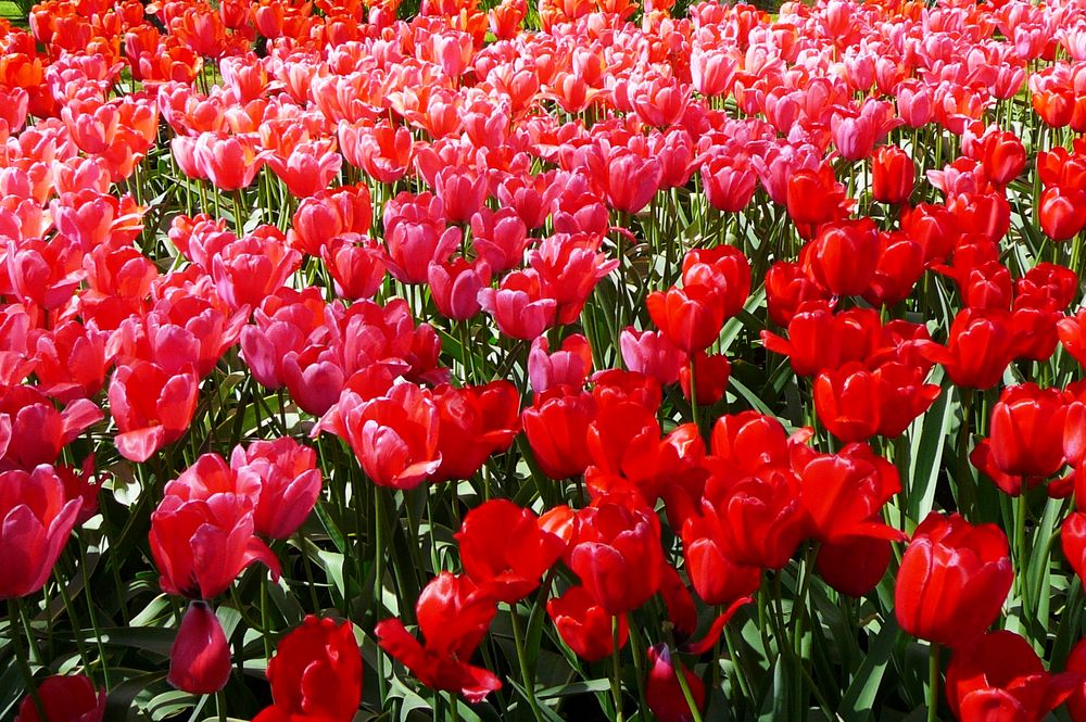 Tulpen im Keukenhof Foto & Bild | archiv, a r c h i v aktuell, rot Bilder auf fotocommunity
