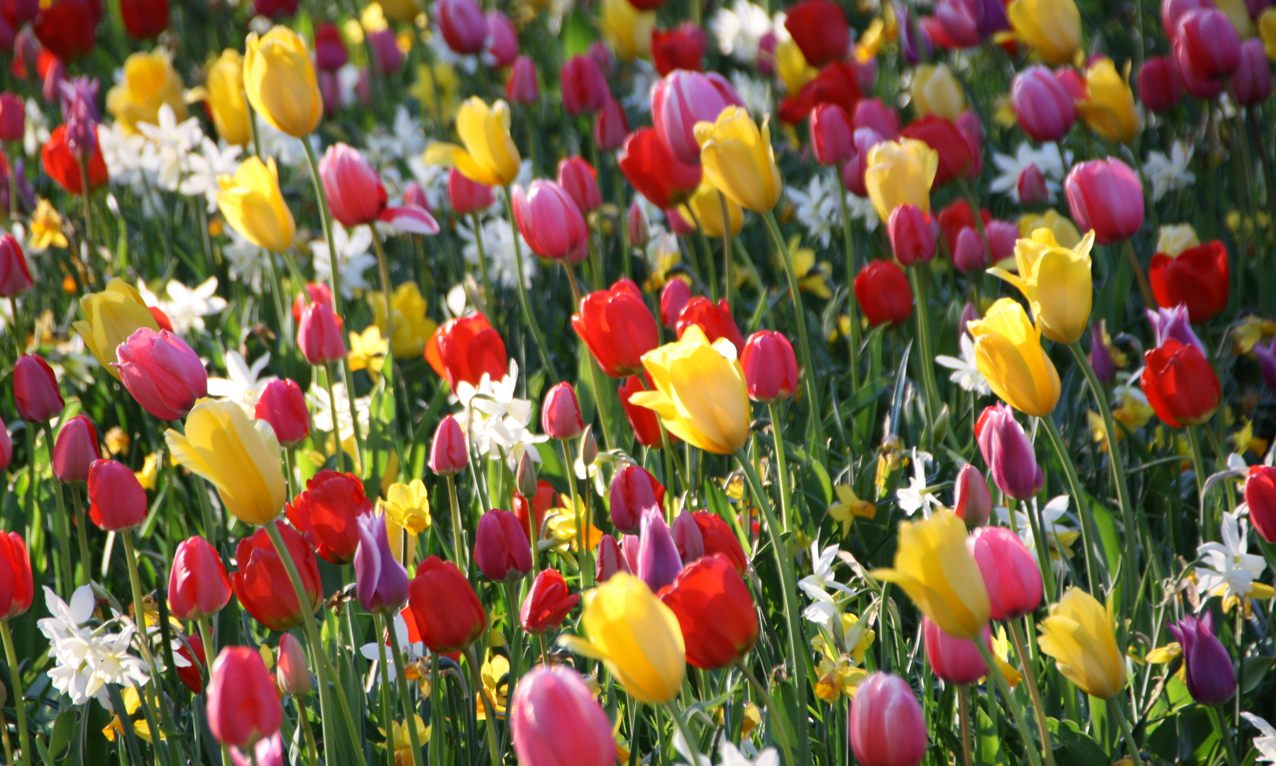 Tulpen im Park Foto & Bild | pflanzen, pilze & flechten, blüten ...