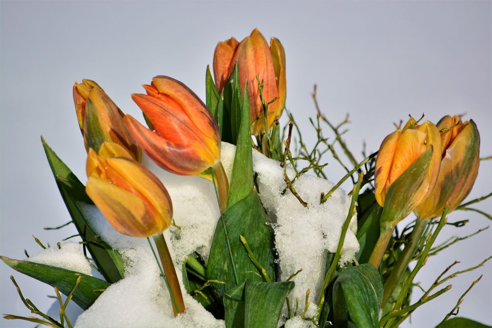 Tulpen im Schnee.....# Foto & Bild | jahreszeiten, winter, projekte Bilder auf fotocommunity