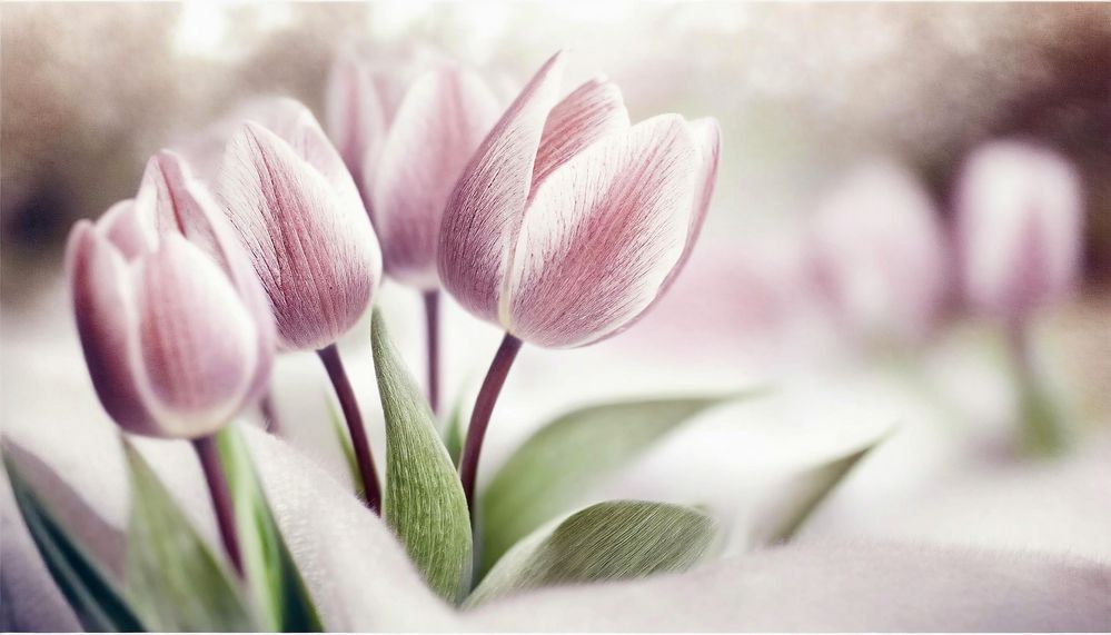 Tulpen im Schnee - KI und eigenes Bild kombiniert Foto & Bild | spezial, outdoor, tulpen Bilder ...