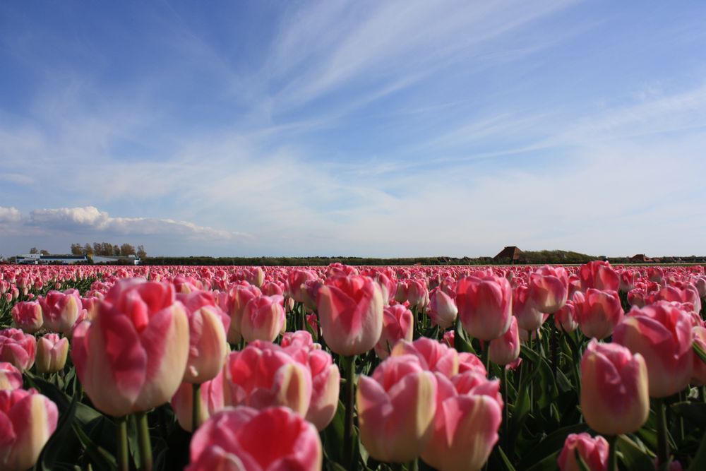 Tulpen in Holland Foto & Bild | landschaft, Äcker, felder & wiesen, natur Bilder auf fotocommunity