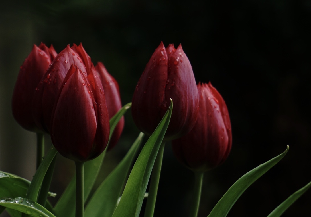 Tulpen in schönen dunklen satten Rot Foto & Bild | pflanzen, pilze ...
