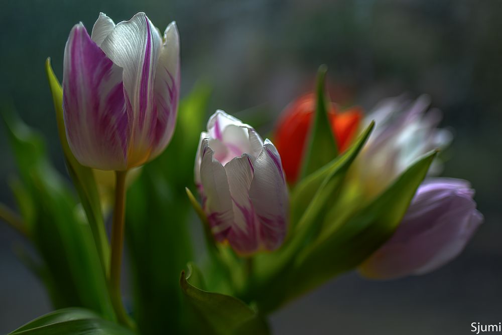 Tulpen Lichtzauber Foto & Bild | makro, tulpen, natur Bilder auf fotocommunity