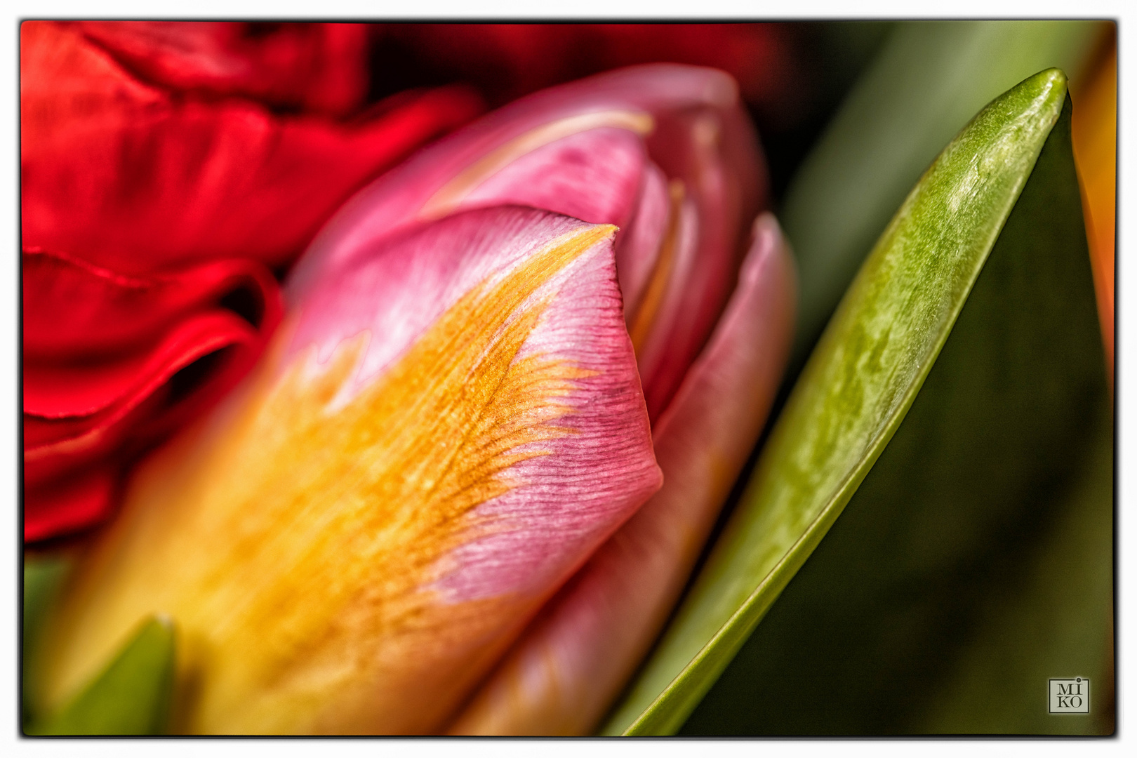 Tulpen-Makro Foto & Bild | pflanzen, pilze & flechten, blüten- & kleinpflanzen, natur-makros ...