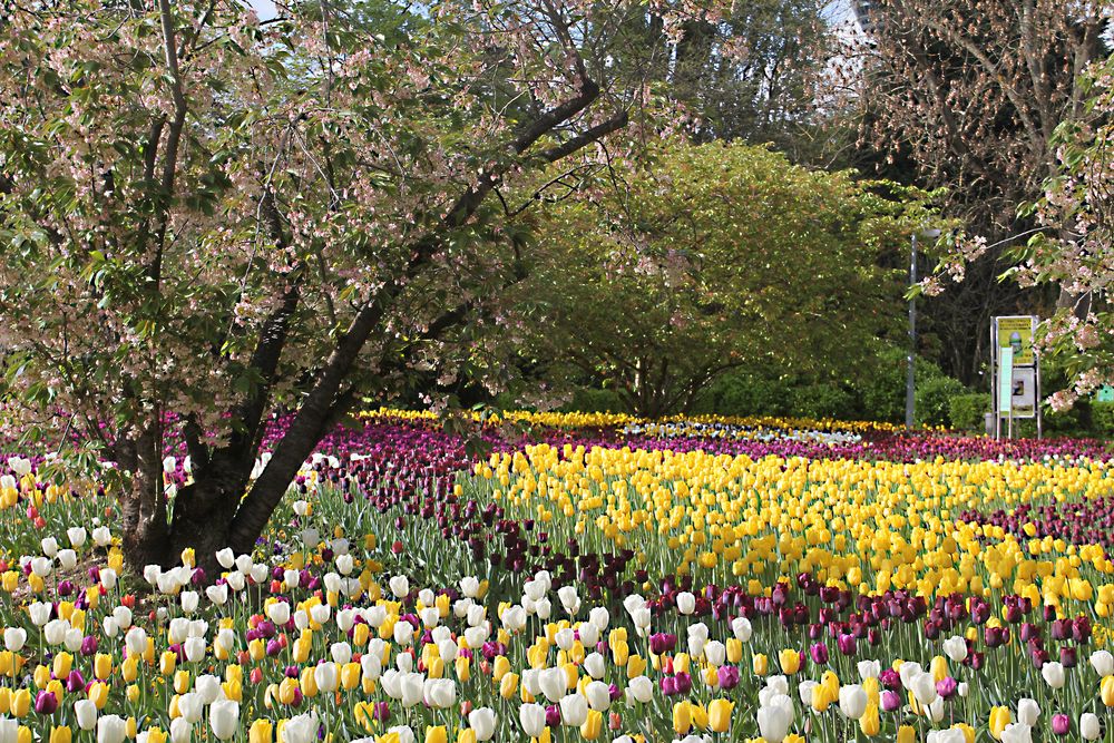 Tulpen mehr Foto & Bild | jahreszeiten, frühling, natur Bilder auf fotocommunity