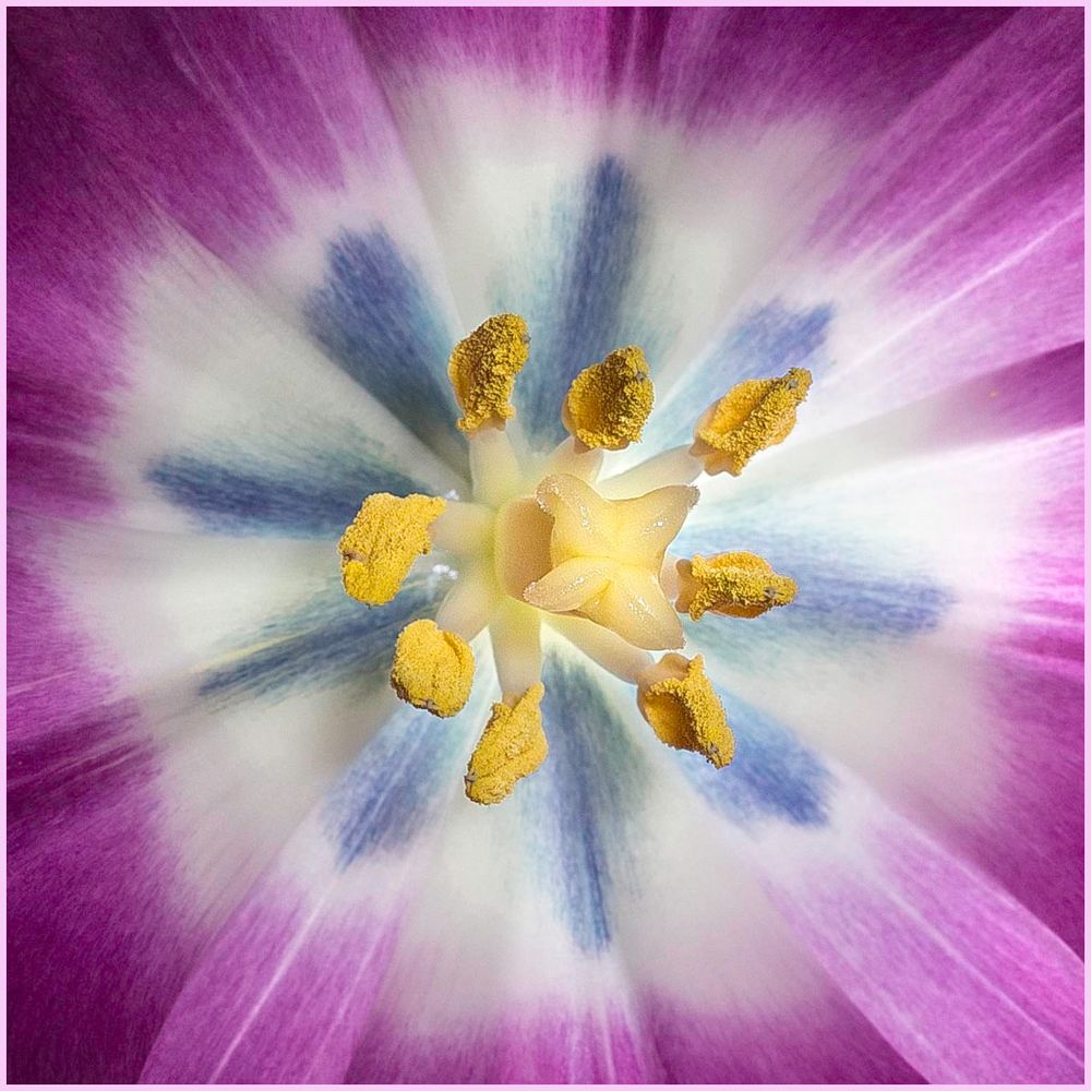 Tulpen-Pop-Art Foto & Bild | natur-makros, natur-kreativ, aufnahmetechniken Bilder auf fotocommunity