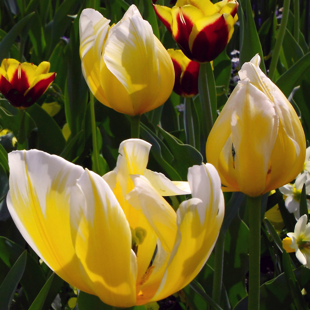 Tulpen Quadrat Foto & Bild | projekte Bilder auf fotocommunity