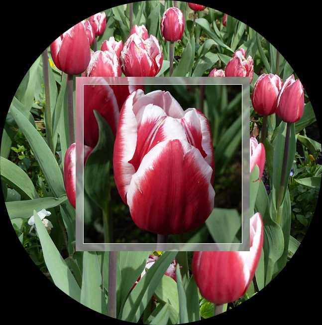 Tulpen rot-weiss Foto & Bild | pflanzen, pilze & flechten, blüten- & kleinpflanzen, projekte ...