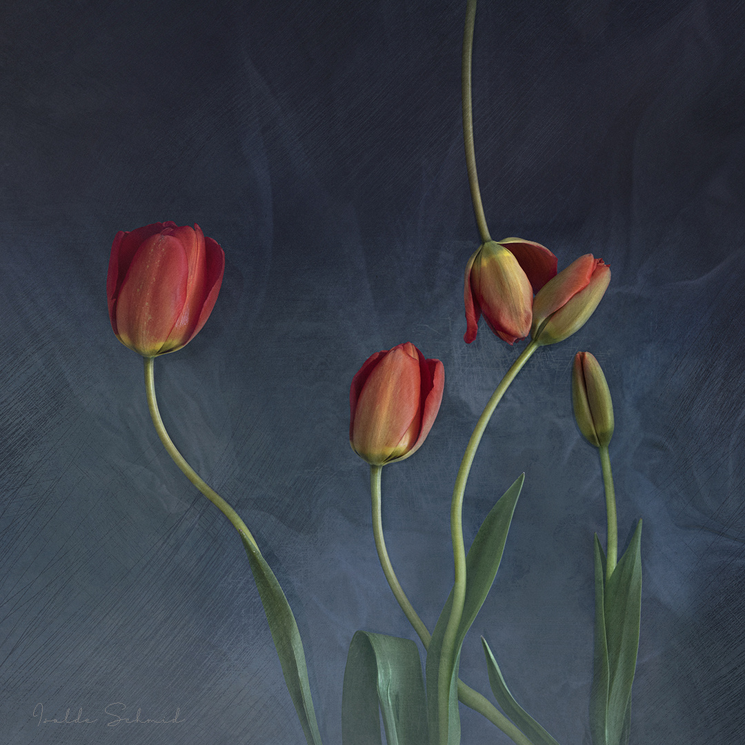 Tulpen-Stil Foto & Bild | jahreszeiten, frühling, tulpen Bilder auf fotocommunity