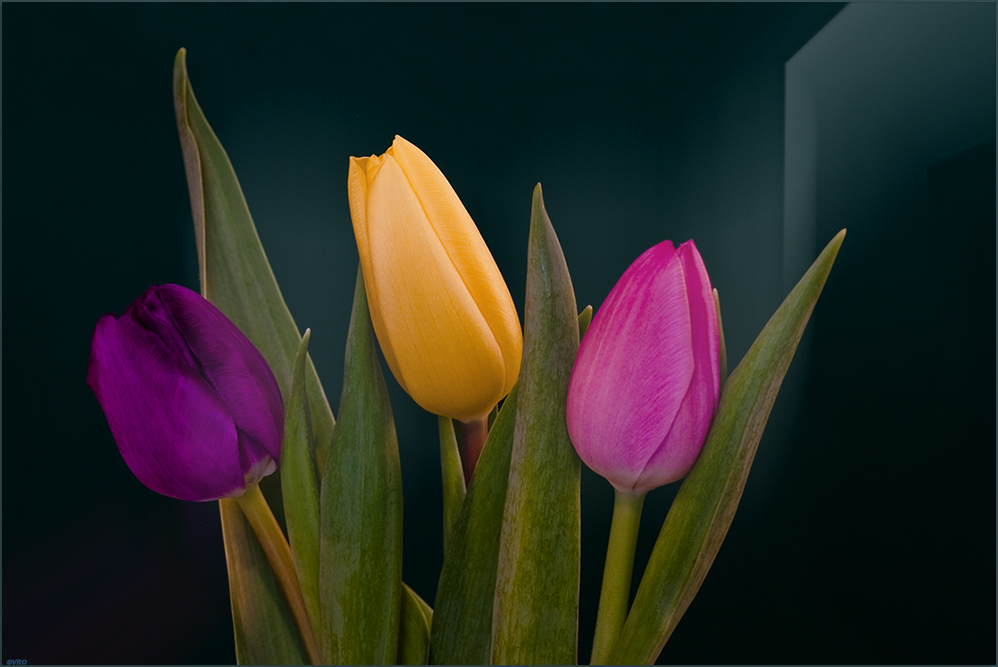Tulpen - Strauß Foto & Bild | pflanzen, pilze & flechten, blüten- & kleinpflanzen, blüten und ...