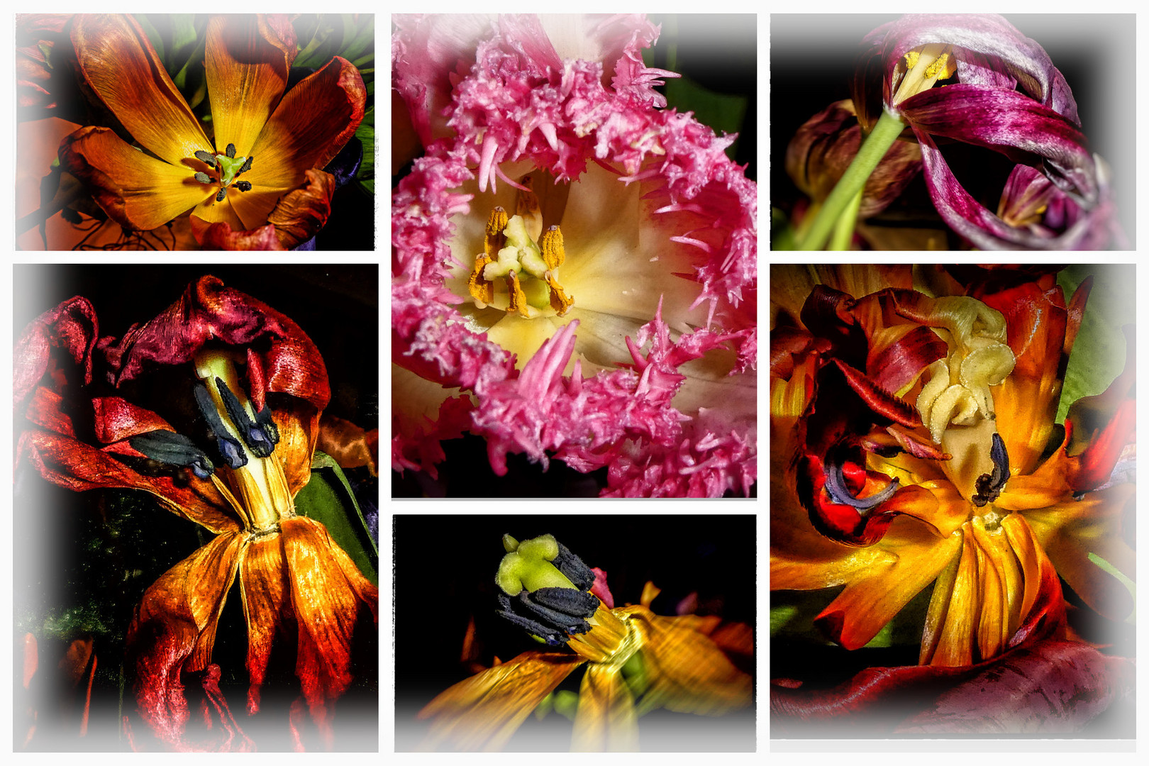 TULPEN TULPEN TULPEN......... Foto & Bild | pflanzen, pilze & flechten, blüten- & kleinpflanzen ...