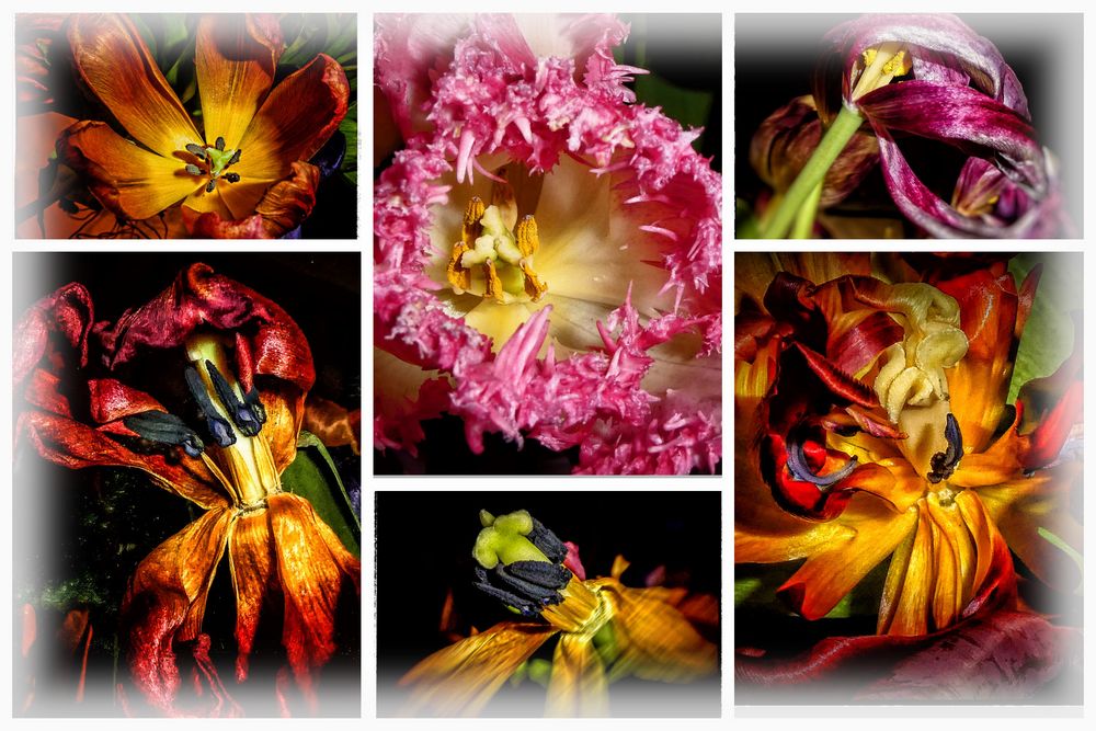 TULPEN TULPEN TULPEN......... Foto & Bild | pflanzen, pilze & flechten, blüten- & kleinpflanzen ...