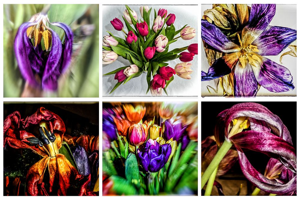 TULPEN TULPEN TULPEN......... Foto & Bild | pflanzen, pilze & flechten, blüten- & kleinpflanzen ...