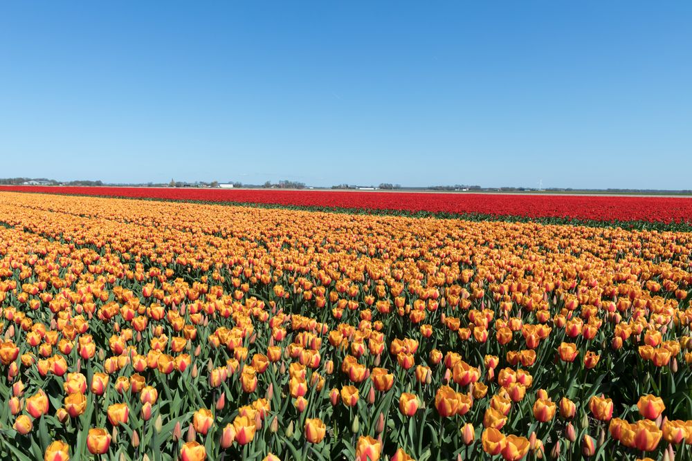 Tulpen, Tulpen und Tulpen Foto & Bild | europe, benelux, pflanzen, pilze & flechten Bilder auf ...