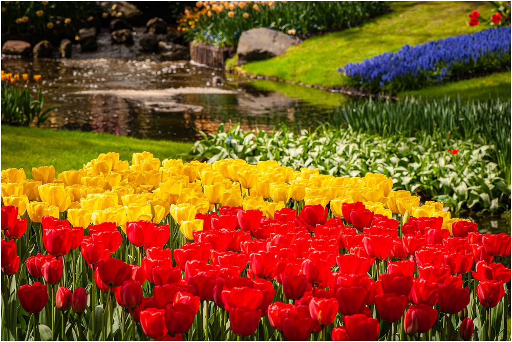 Tulpen und andere Blumen Foto & Bild | world, spezial, frühling Bilder auf fotocommunity