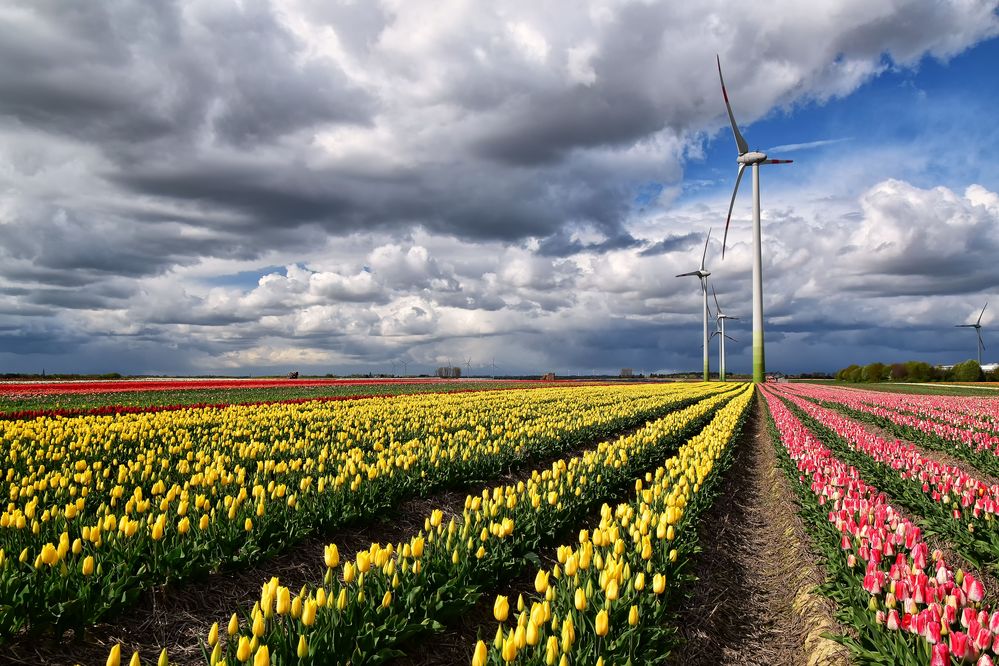 Tulpen und Aprilwetter Foto & Bild | jahreszeiten, frühling, feld Bilder auf fotocommunity
