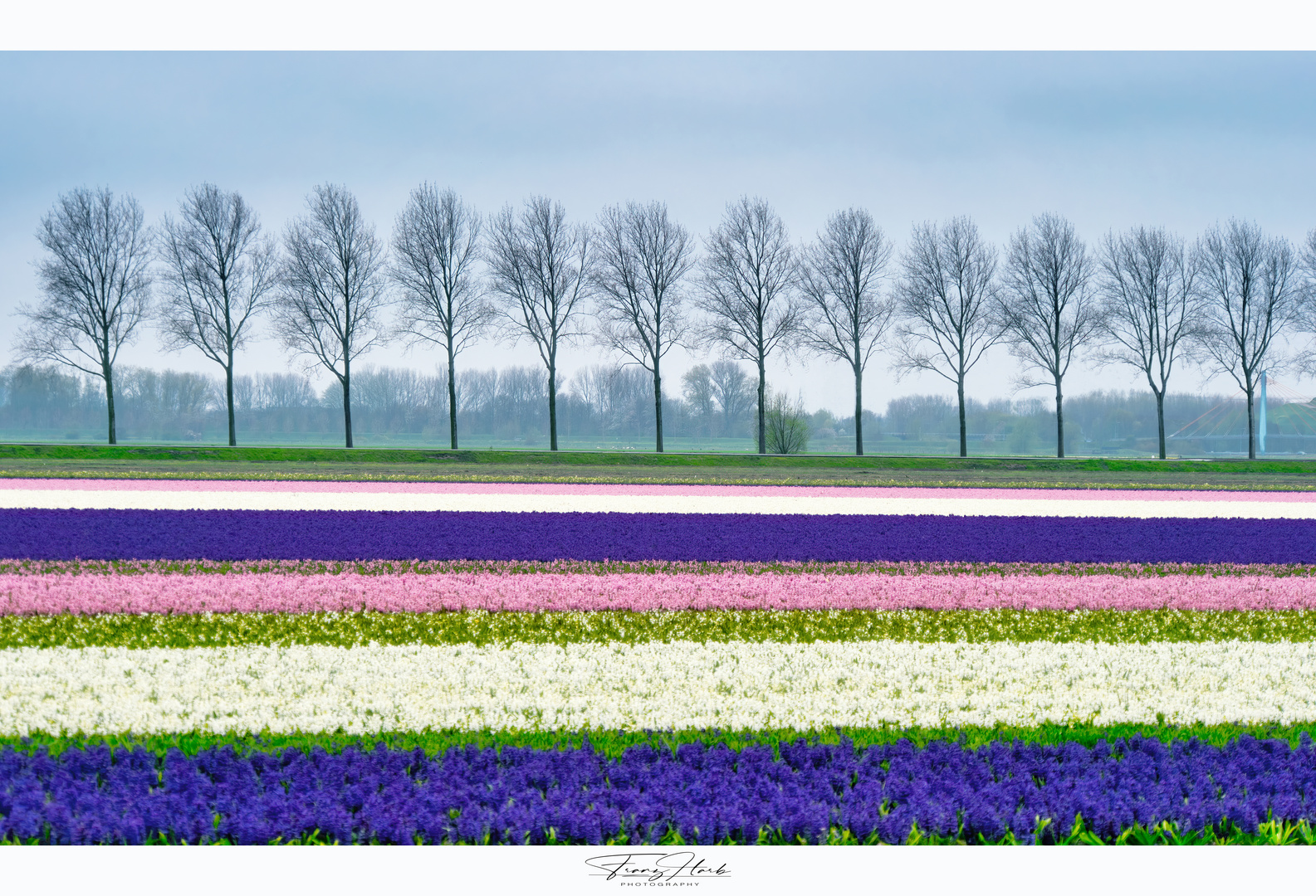 Tulpen und Hyazinthenblüte in Holland Foto & Bild | pflanzen, pilze & flechten, landschaft ...