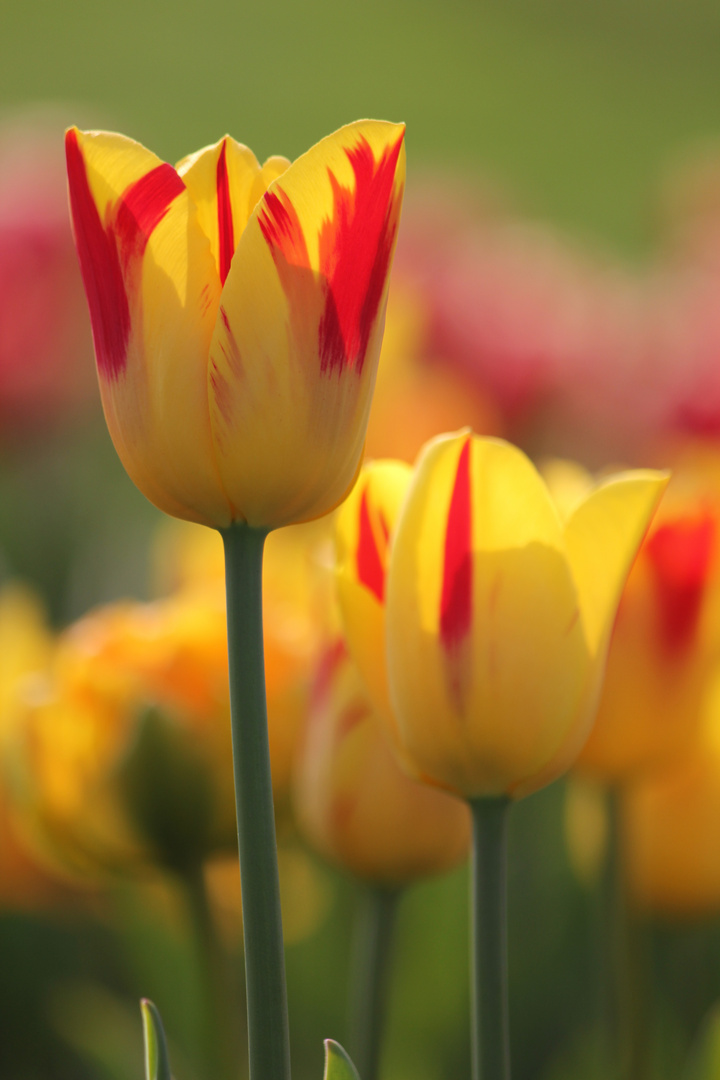 Tulpen, unwiderstehlich Foto & Bild | jahreszeiten, frühling, blumen und blüten Bilder auf ...