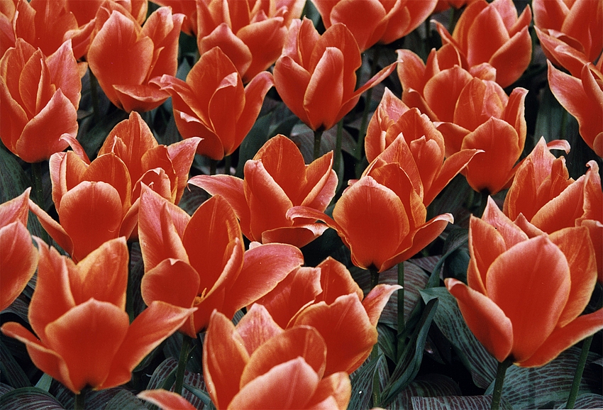 Tulpen vom Keukenhof Foto & Bild | landschaft, garten- & parklandschaften, natur Bilder auf ...