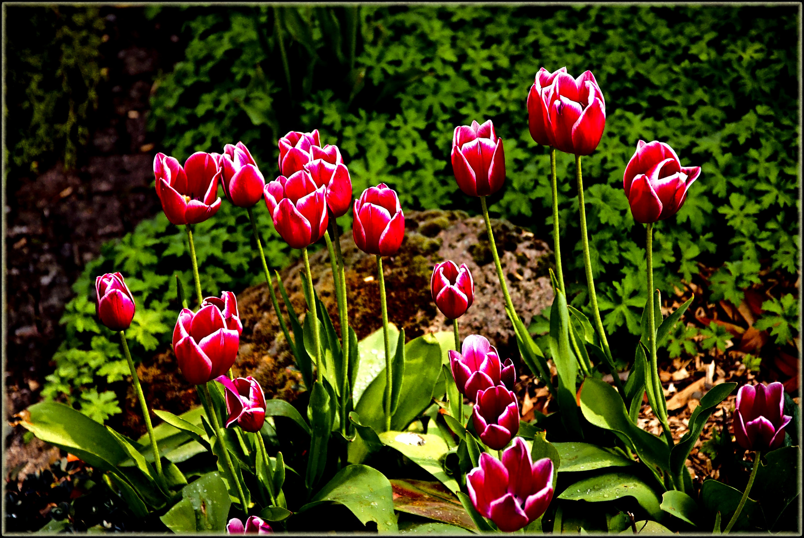 Tulpen zum 1.Mai 2021 Foto & Bild | pflanzen, pilze & flechten, blüten- & kleinpflanzen ...