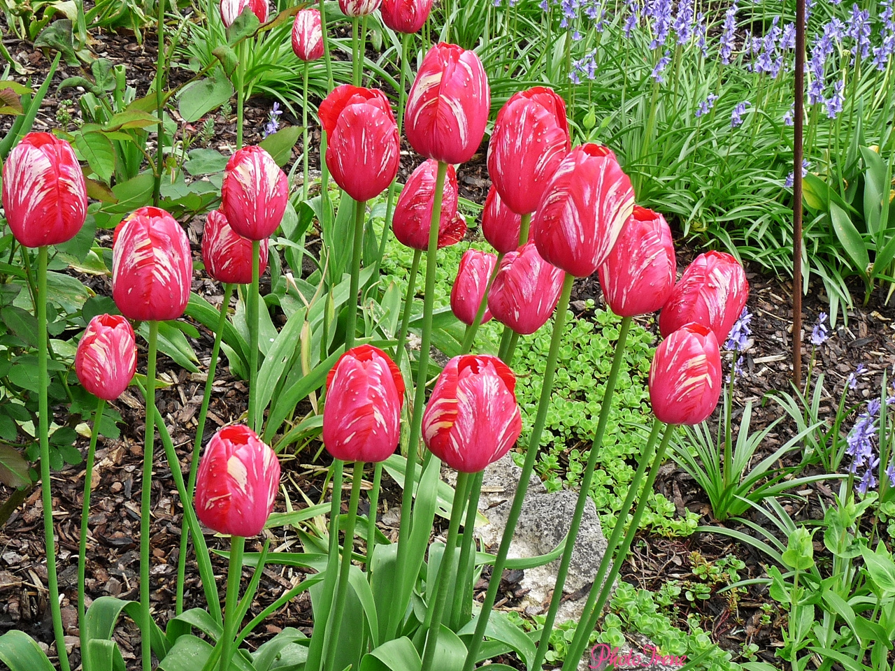 Tulpen zum Muttertag Foto & Bild | fotos, spezial, tulpen Bilder auf fotocommunity