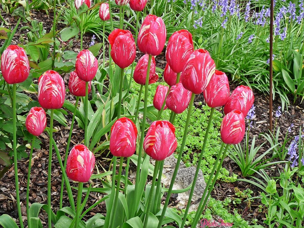 Tulpen zum Muttertag Foto & Bild | fotos, spezial, tulpen Bilder auf fotocommunity