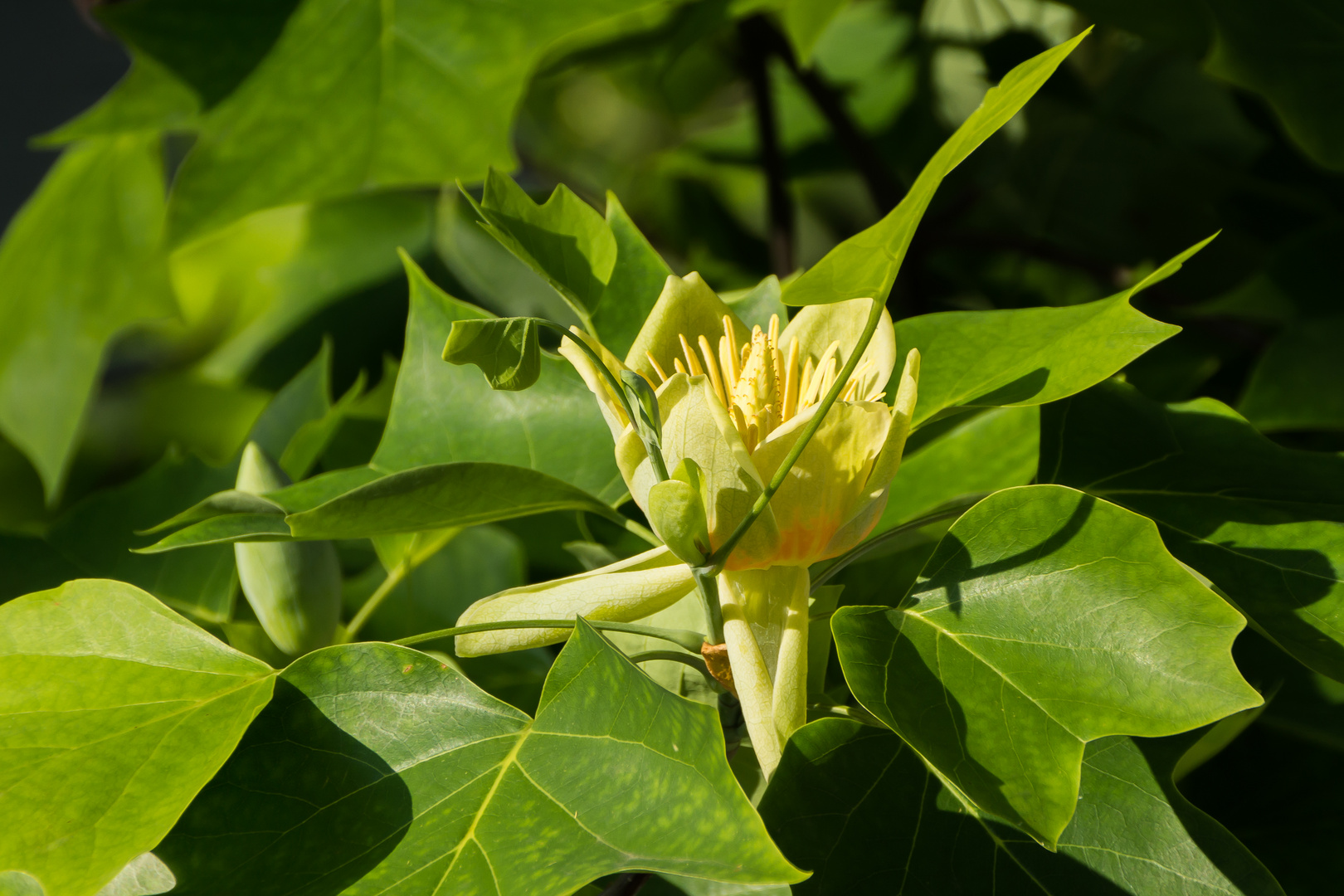 Tulpenbaum Foto & Bild | pflanzen, pilze & flechten, bäume, blatt ...