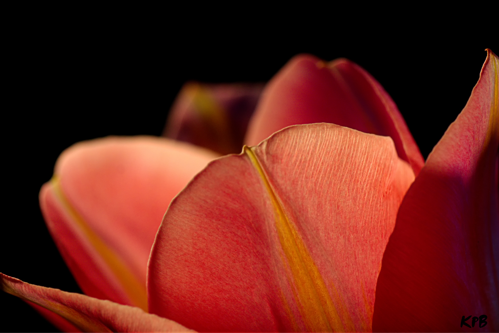 Tulpenblatt Foto & Bild | flower, makro, tulpen Bilder auf fotocommunity