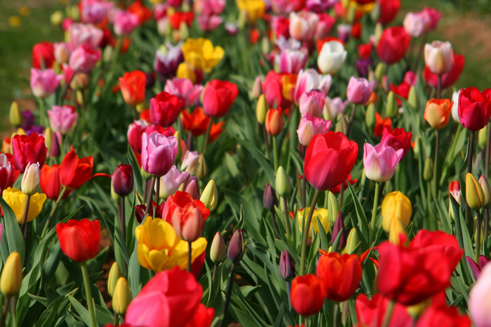 Tulpenfeld Foto & Bild | pflanzen, pilze & flechten, blüten- & kleinpflanzen, tulpen Bilder auf ...