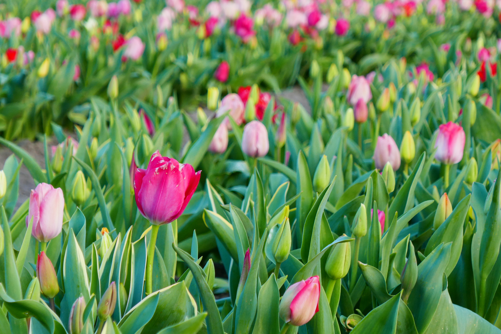 Tulpenfeld Foto & Bild | tulpen, frühling, april Bilder auf fotocommunity