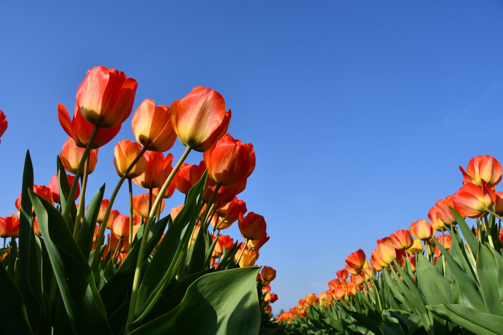 Tulpenfeld Foto & Bild | tulpen, natur, landschaft Bilder auf fotocommunity