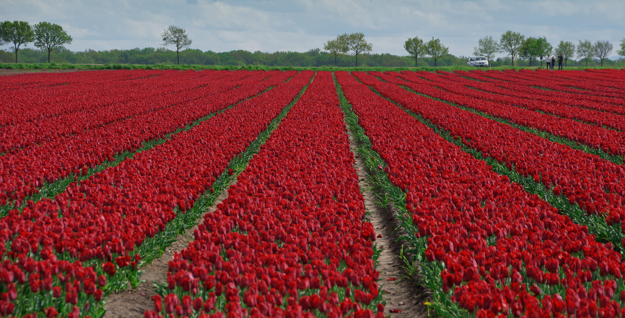tulpenfeld 2 Foto & Bild | world, tulpen, frühling Bilder auf fotocommunity