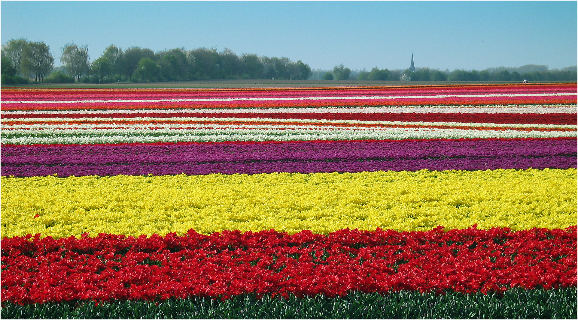 Tulpenfeld (2) Foto & Bild | landschaft, jahreszeiten, frühling Bilder auf fotocommunity