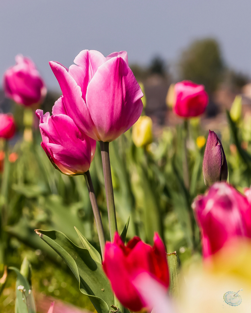 Tulpenfeld 2 Foto & Bild | jahreszeiten, frühling, pflanzen Bilder auf ...