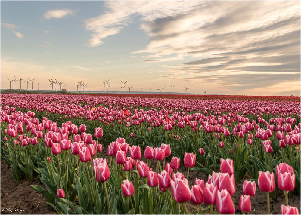 Tulpenfeld... Foto & Bild | landschaft, Äcker, felder & wiesen, natur ...